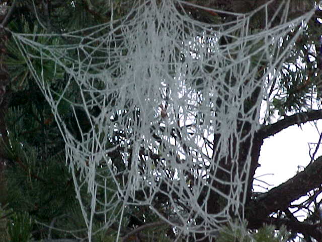 iceweb.jpg | McDonald Observatory